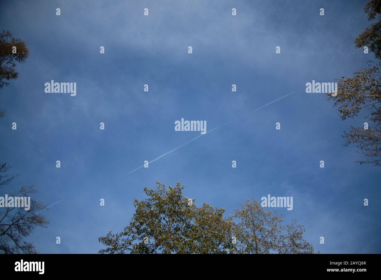 Treetops look from below in to the sky. Dark blue sky with little ...