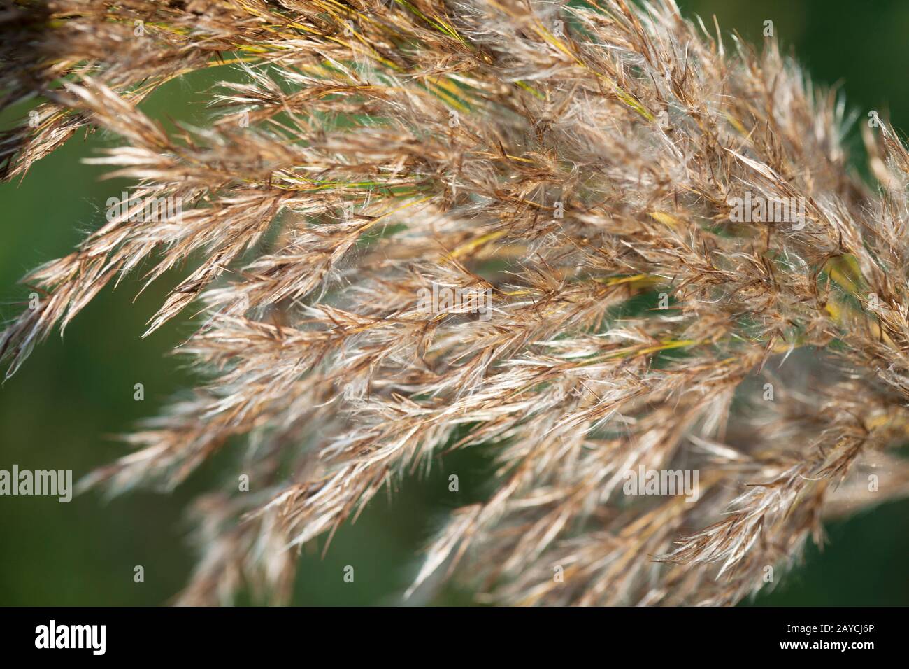 Details of one dry reed grass on a green background. Macro Closeup ...