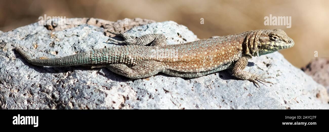 Male side blotched lizard hi-res stock photography and images - Alamy