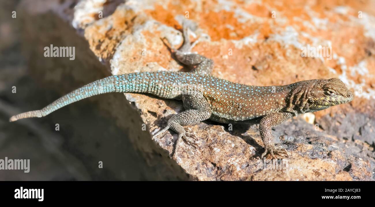 Western side-blotched lizard, adult male, sun bathing Stock Photo - Alamy