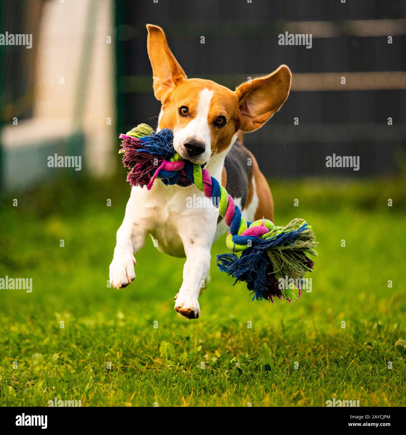 Beagle dog jumping and running with a toy towards the camera Stock ...