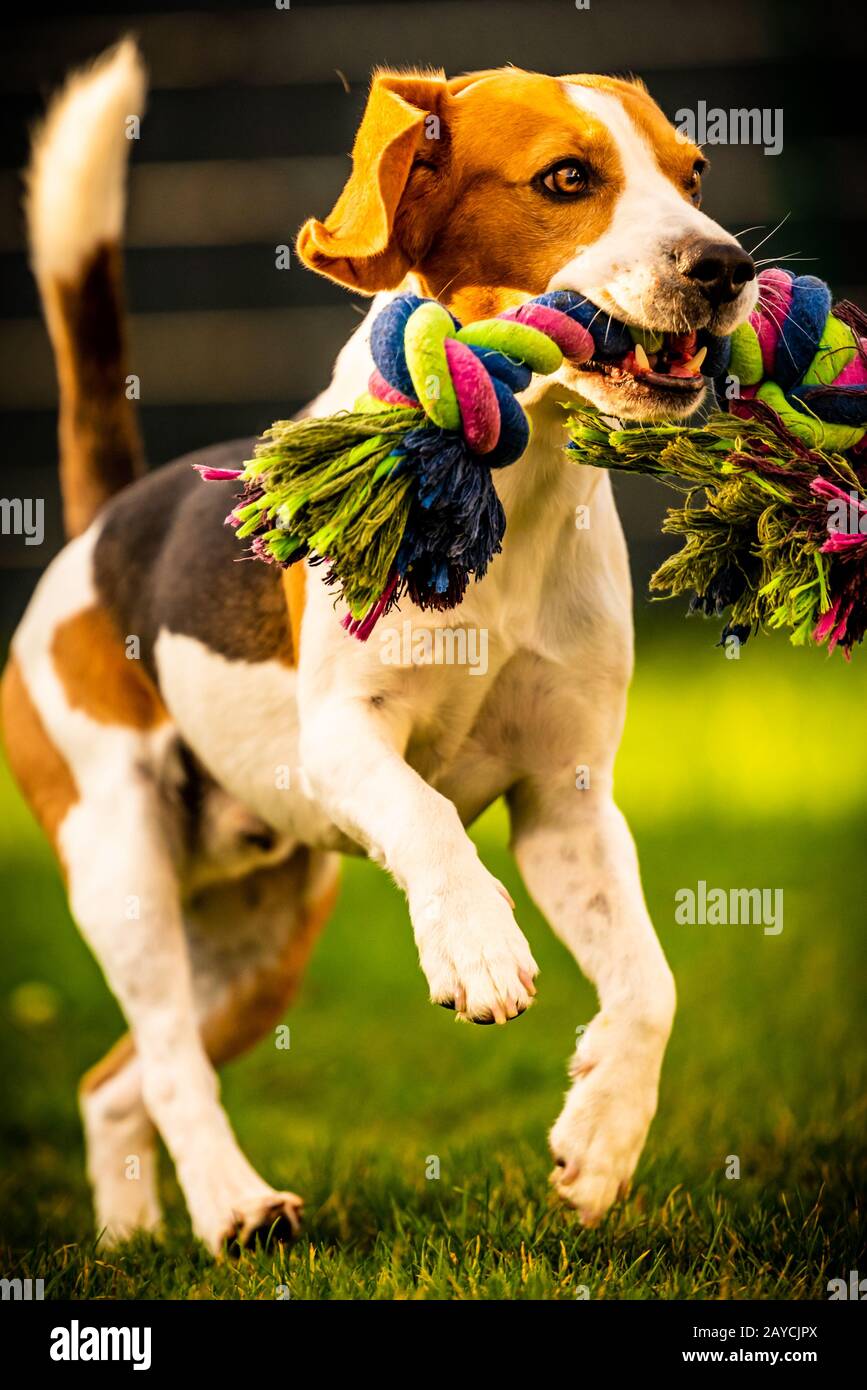 Beagle dog jumping and running with a toy towards the camera Stock ...