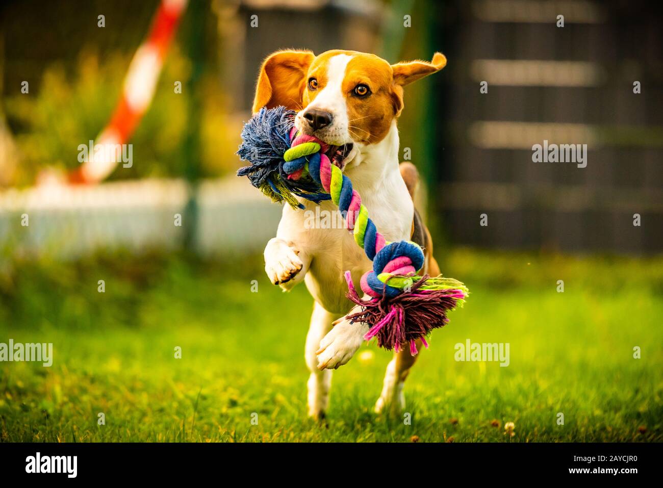 Beagle dog jumping and running with a toy towards the camera Stock ...