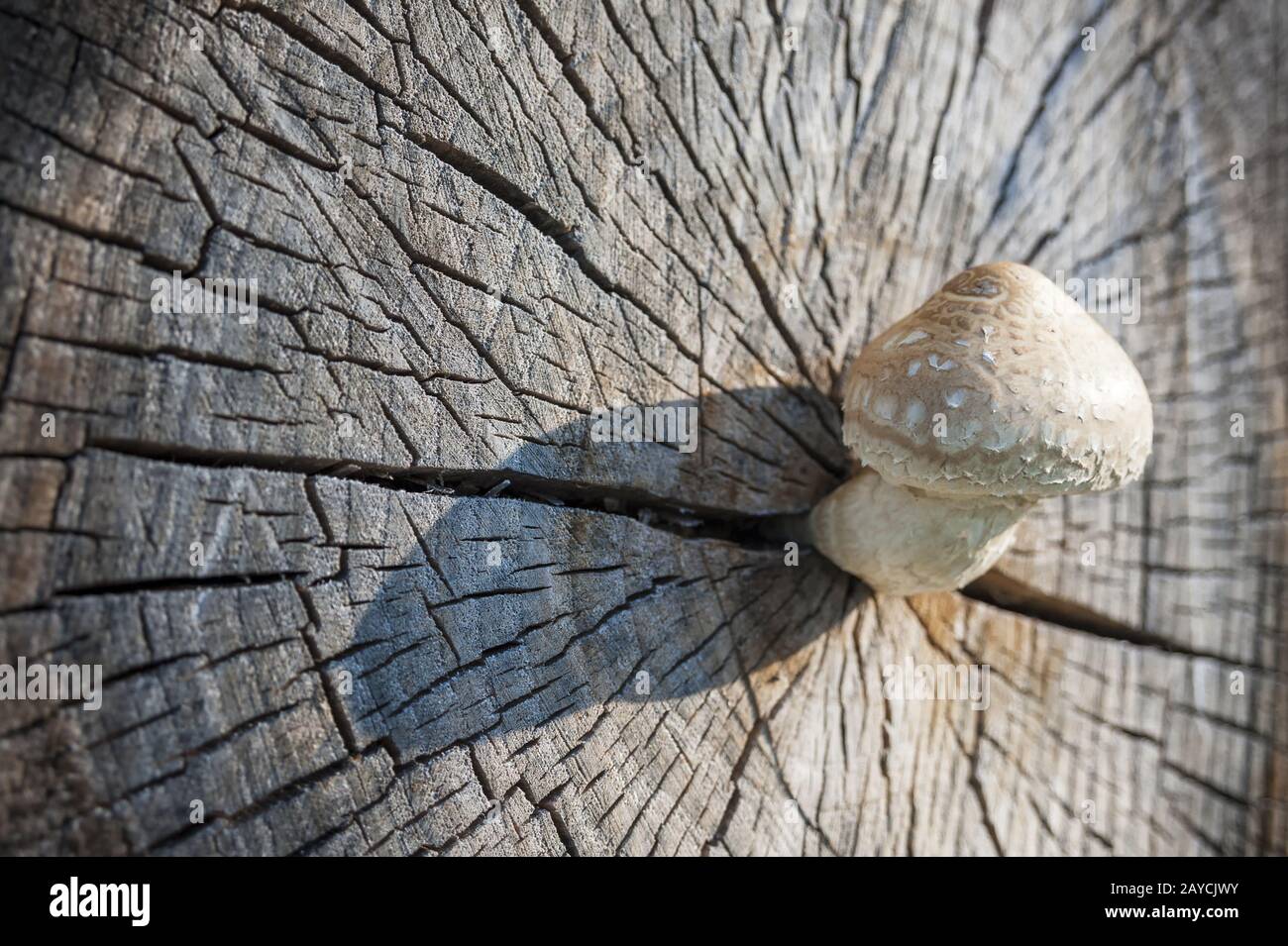 small fungi grows out of a tree trunk Stock Photo - Alamy