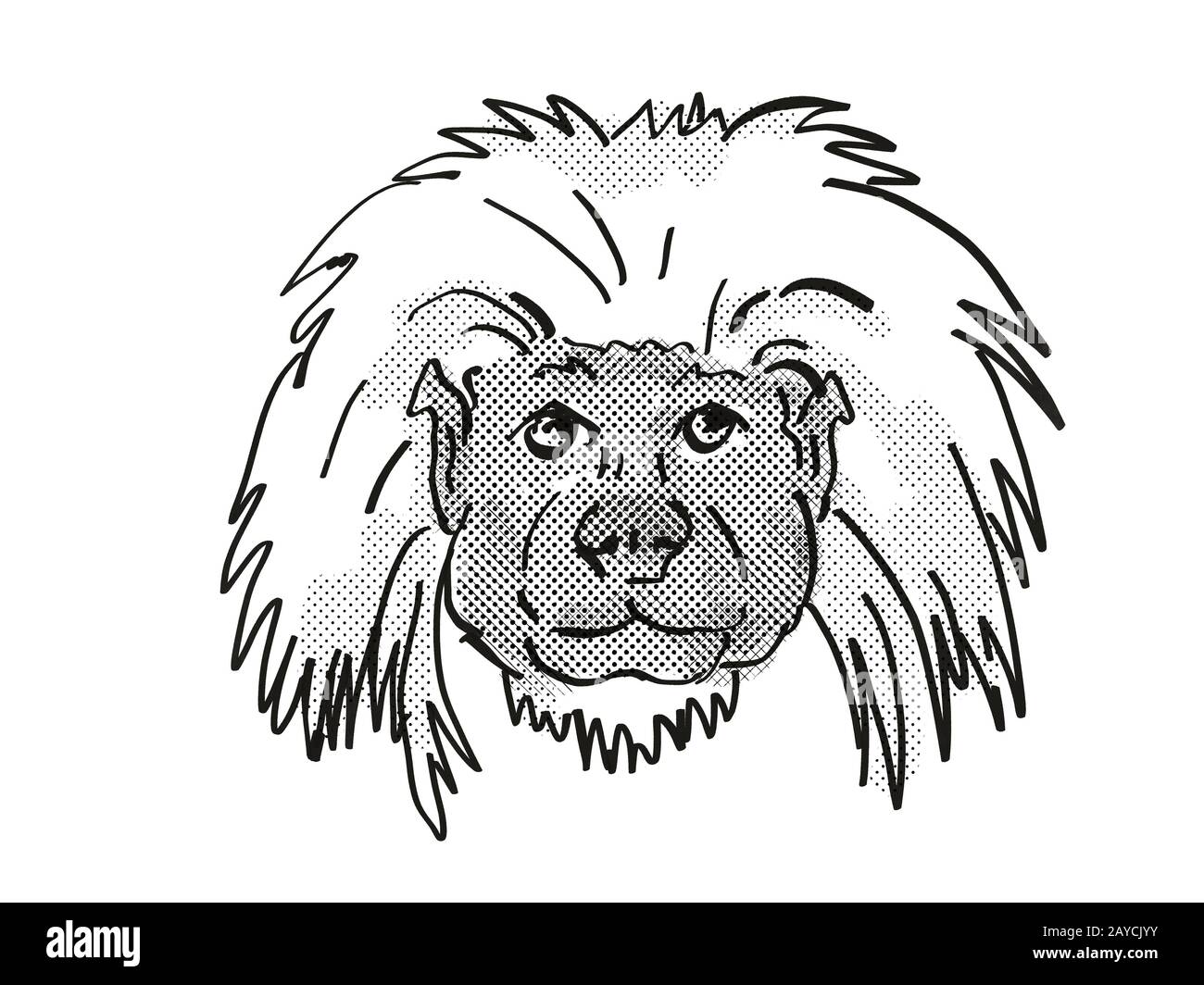 Cottontop Tamarin Endangered Wildlife Cartoon Retro Drawing Stock Photo ...