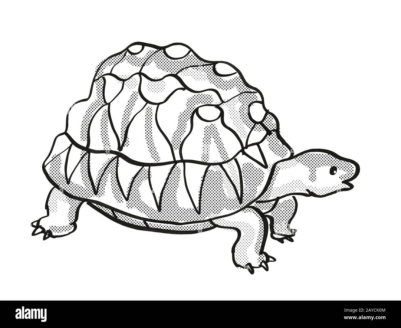 Giant Tortoise Drawing