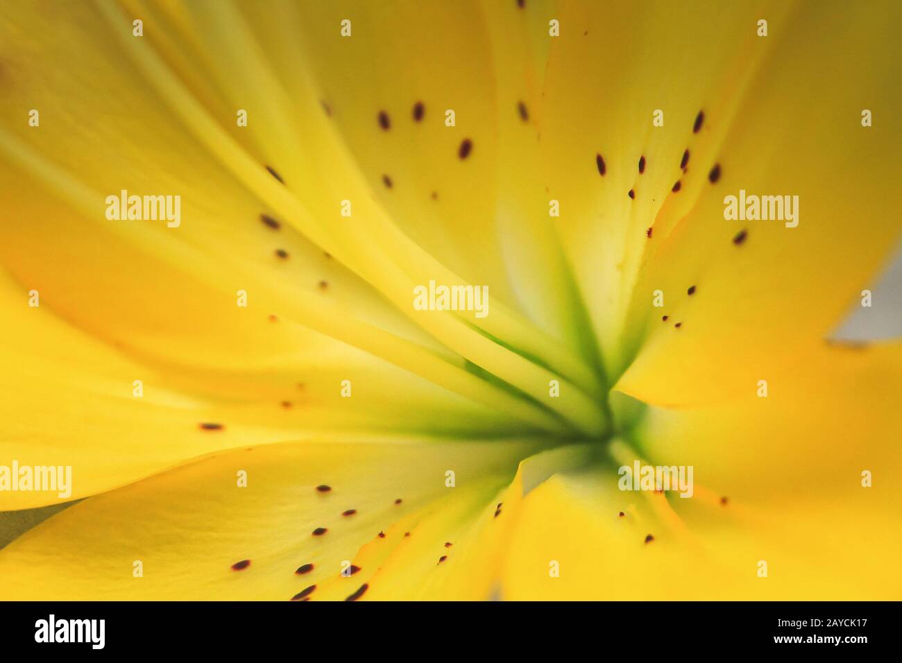 Yellow close up flower hi-res stock photography and images - Alamy