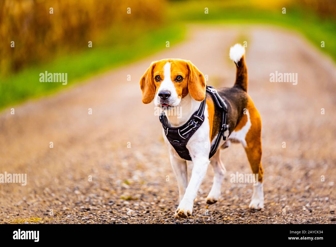 Beagle dog walks down a path between fields Stock Photo - Alamy