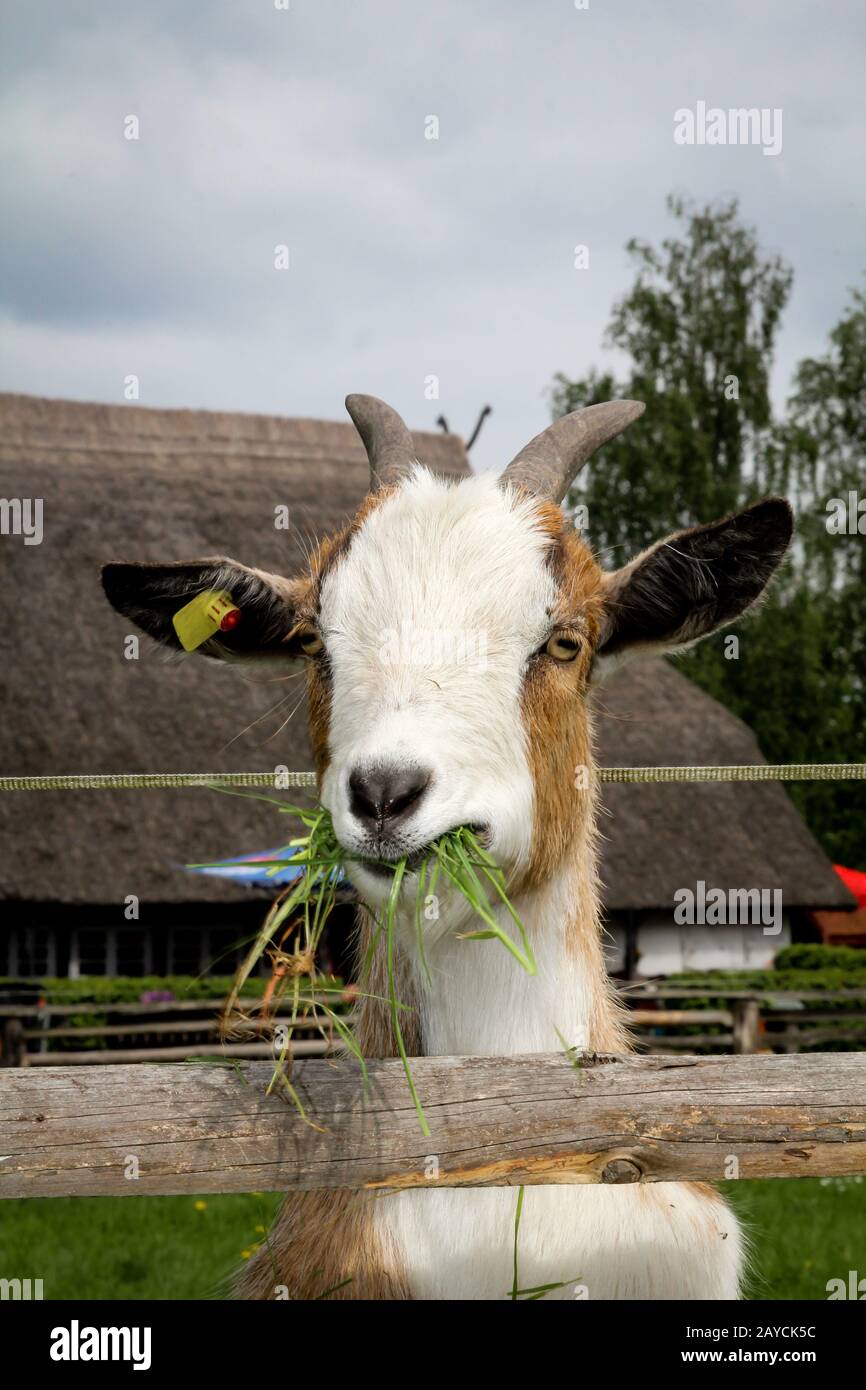 Cute goat hi-res stock photography and images - Alamy