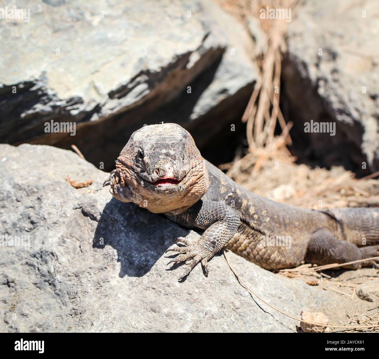 Portrait of a lizard, giant lizard on Gran Canaria Stock Photo - Alamy