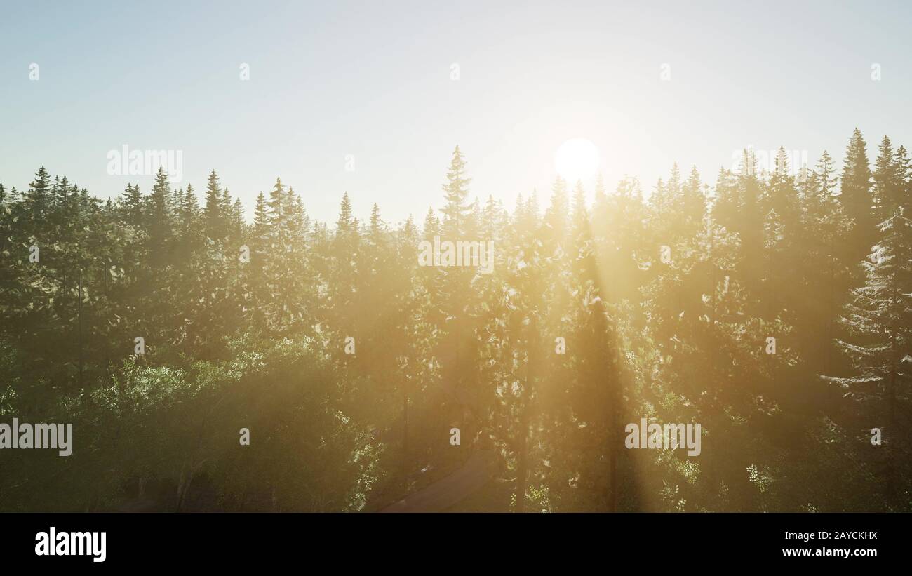 Healthy Green Trees in a Forest Stock Photo - Alamy