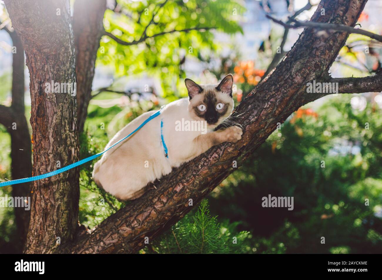 Cat climbing tree. cat hunts on tree. adorable cat portrait stay on ...