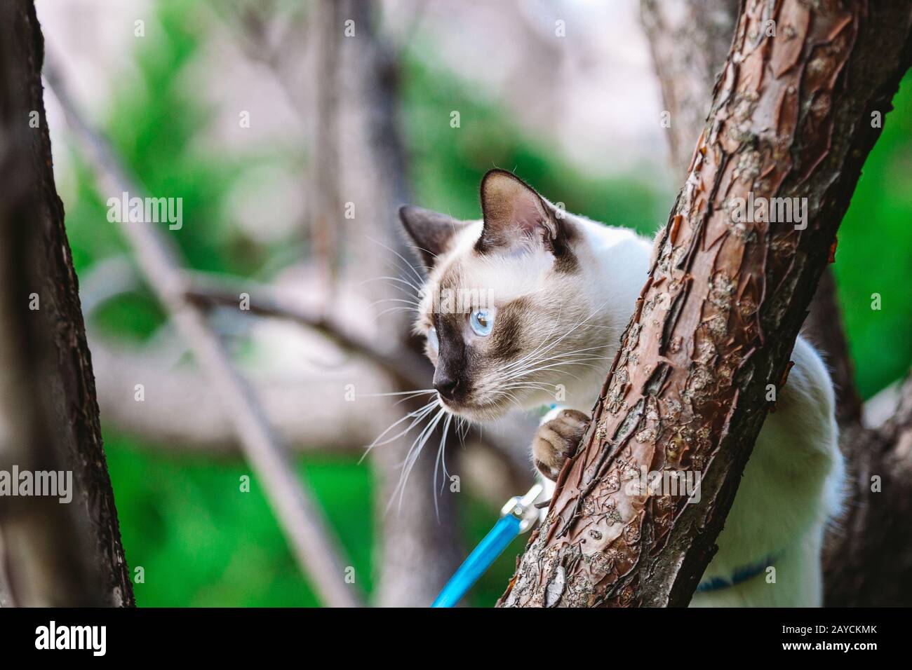 Cat climbing tree. cat hunts on tree. adorable cat portrait stay on ...