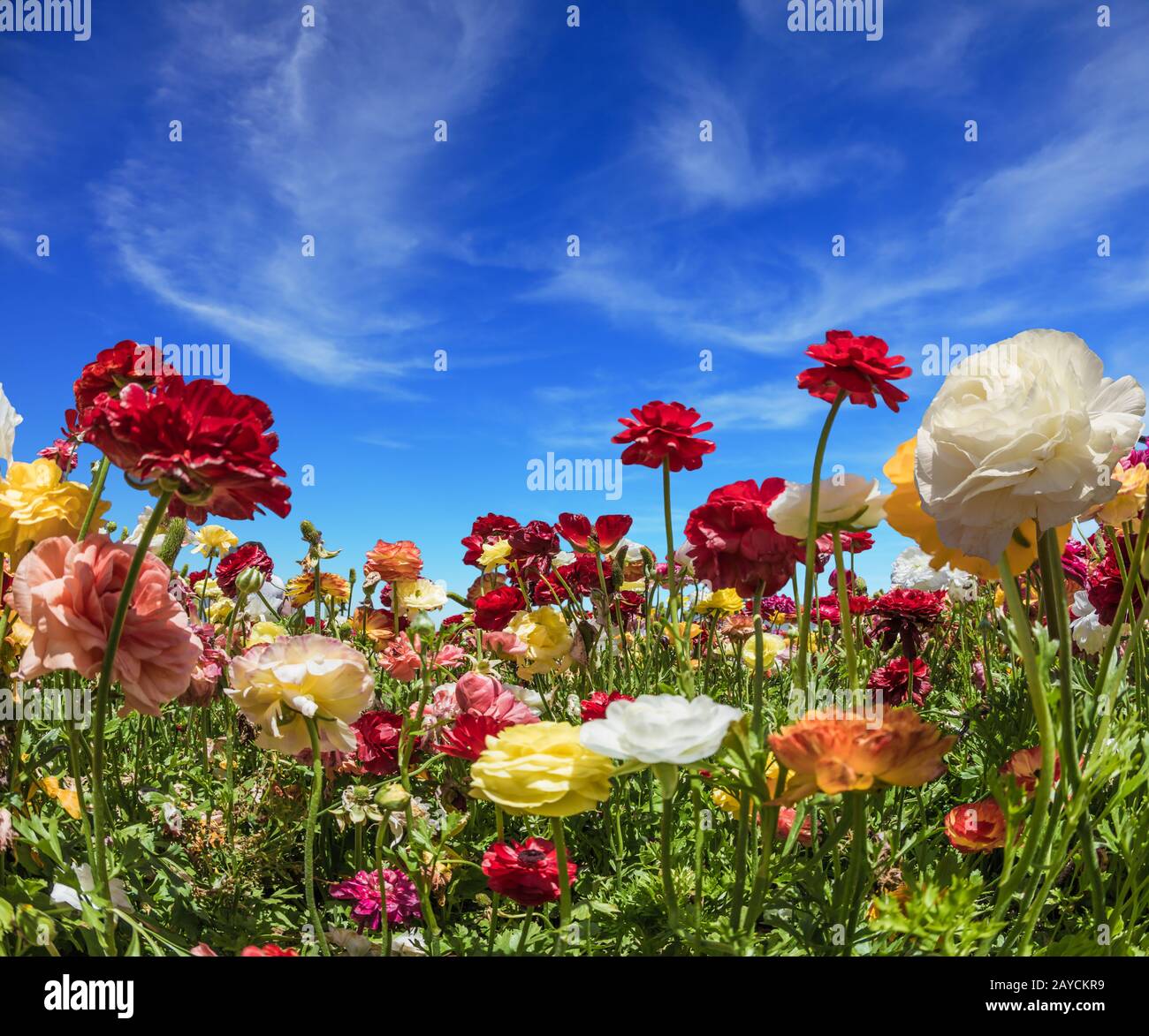 Israel summer hi-res stock photography and images - Alamy