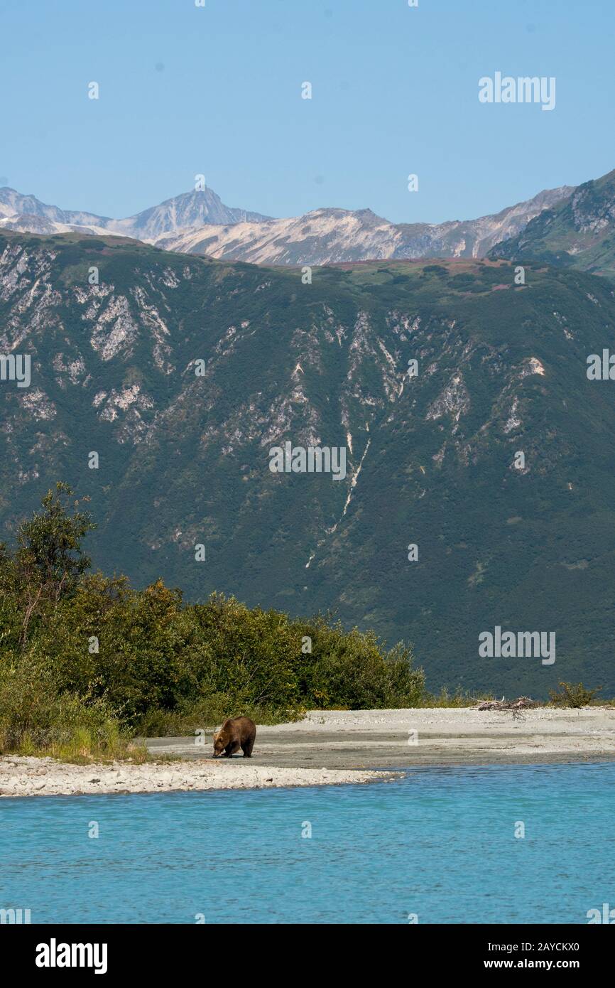 A Brown bear (Ursus arctos) on the shore of Lake Crescent in Lake Clark ...