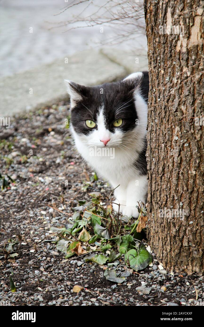 Portrait of a lazy but also watchful cat Stock Photo - Alamy