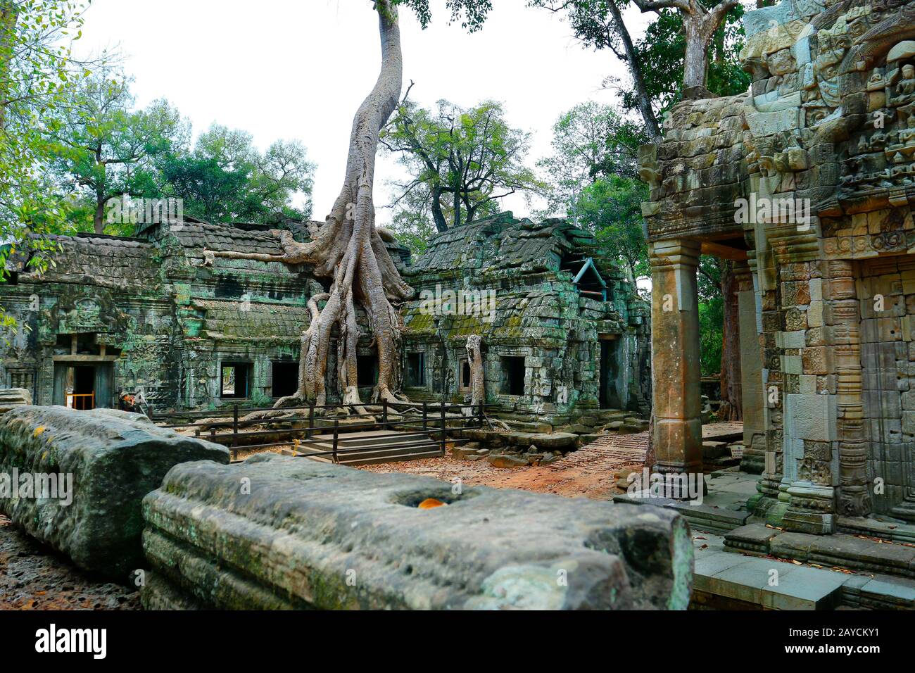 temple ta prohm,in the archaeologic park of Angkor wat,Cambodia Stock ...