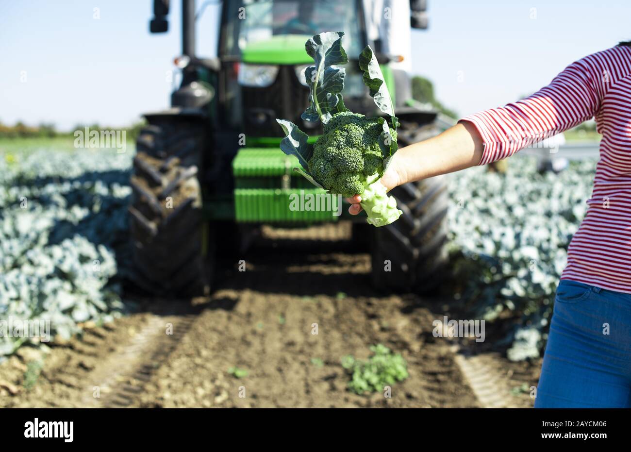Worker shows broccoli on plantation. Picking broccoli. Tractor and ...