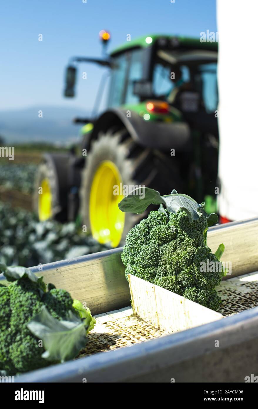 Harvest broccoli in farm with tractor and conveyor. Workers picking ...