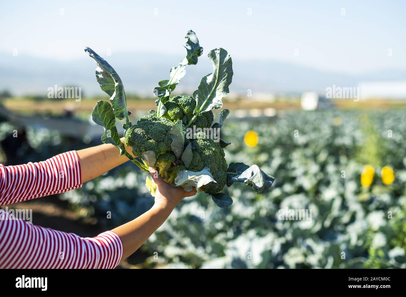 Worker shows broccoli on plantation. Picking broccoli. Tractor and ...