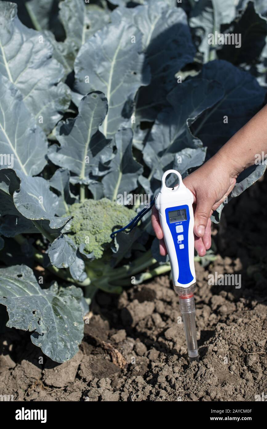 Agronom measure soil in broccoli plantation. Close up broccoli head in ...