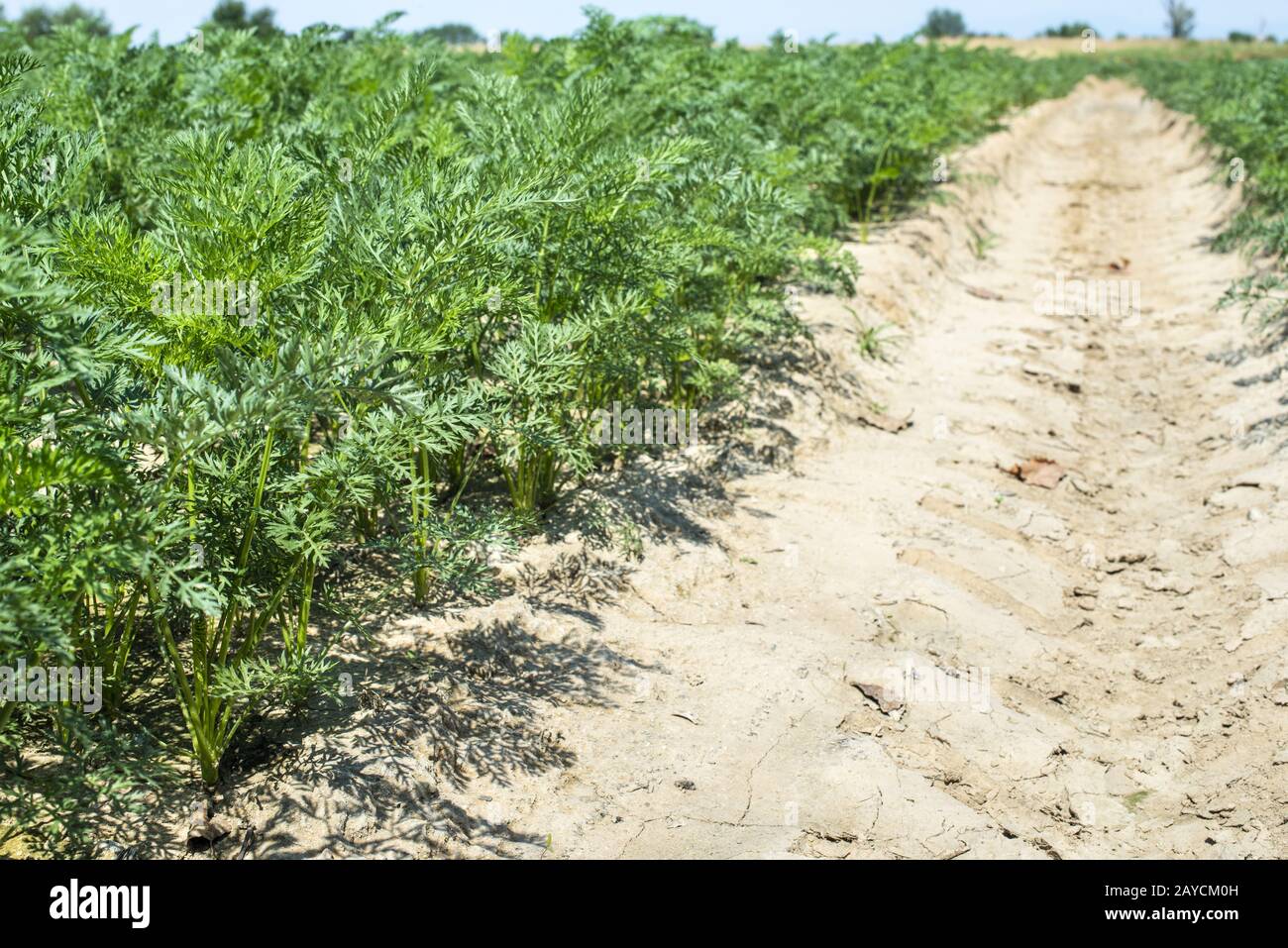 Carrots planting growing in rows hi-res stock photography and images ...