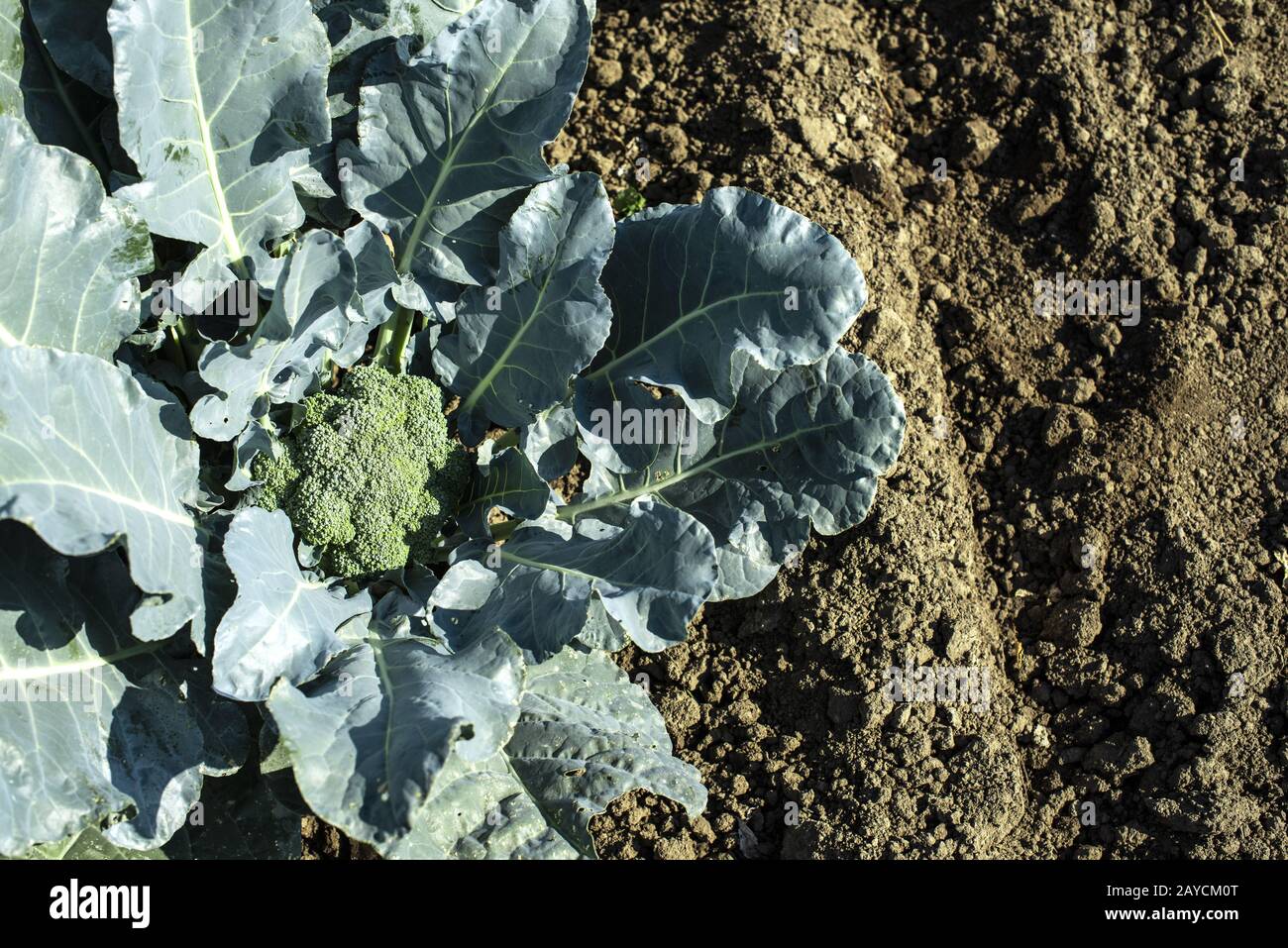 Close up broccoli in a farm. Big broccoli plantation. Concept for ...