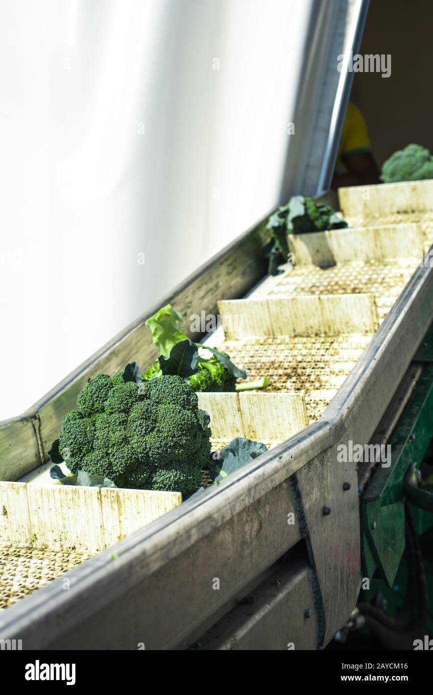 Harvest broccoli in farm with tractor and conveyor. Workers picking ...