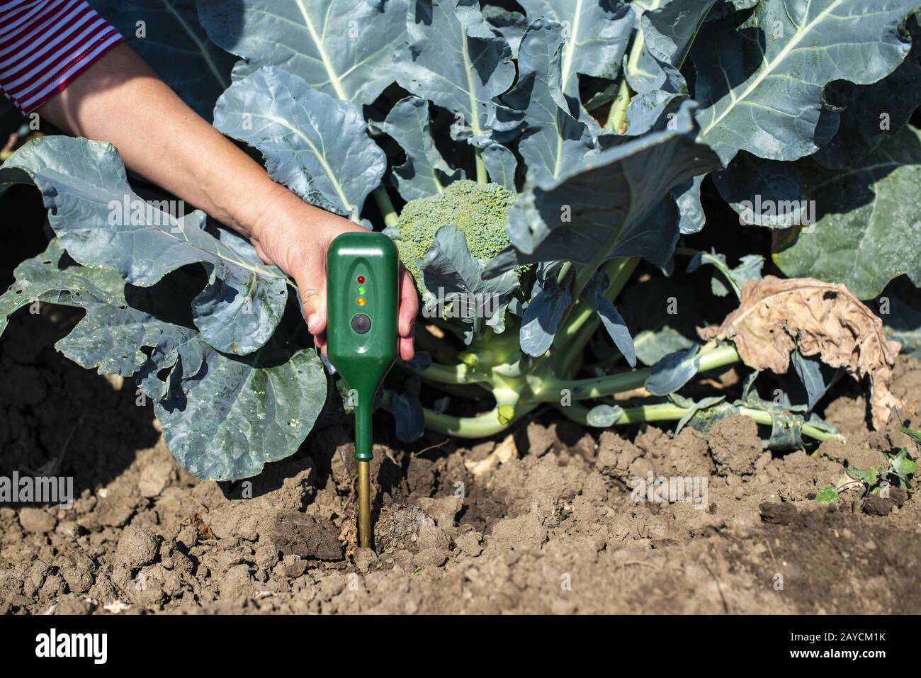 Agronom measure soil in broccoli plantation. Close up broccoli head in ...