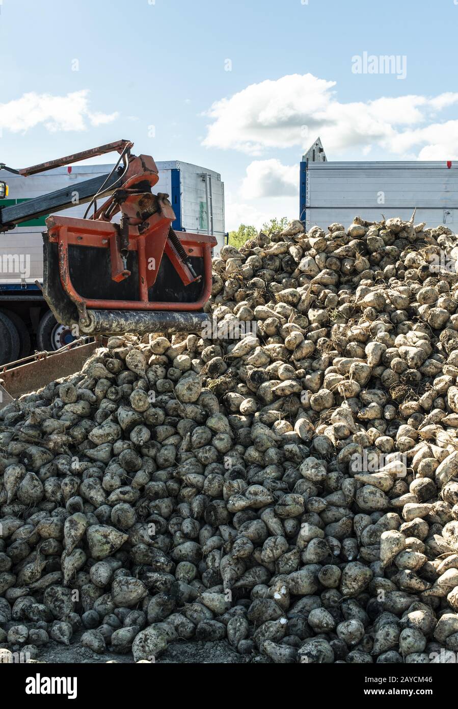 Machine harvest sugar beet Stock Photo - Alamy