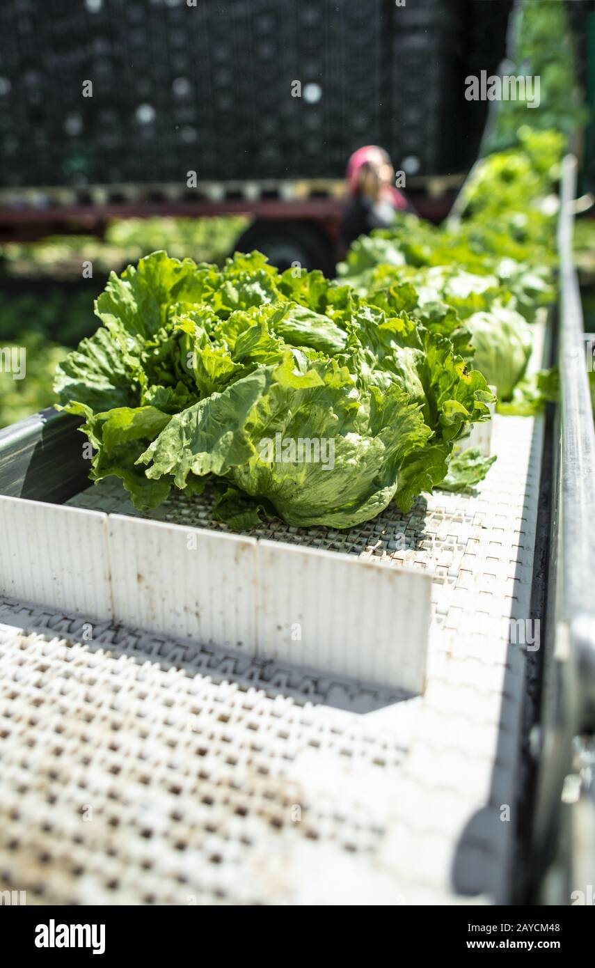 Harvesting lettuce iceberg hi-res stock photography and images - Alamy