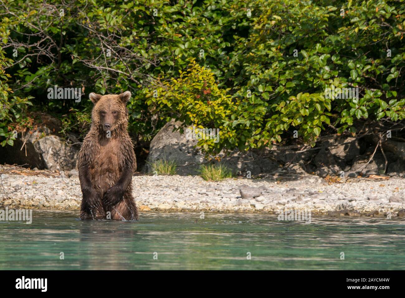 A Brown bear (Ursus arctos) is looking for salmon along the shore of ...