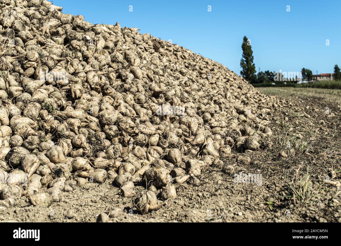 Heap sugar beet in farm Stock Photo - Alamy