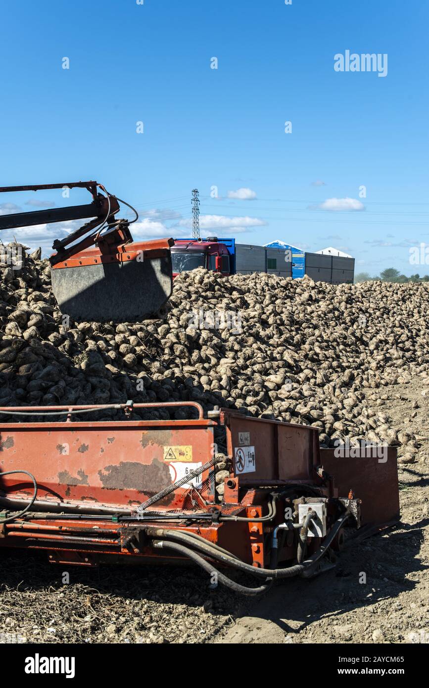 Machine harvest sugar beet Stock Photo - Alamy