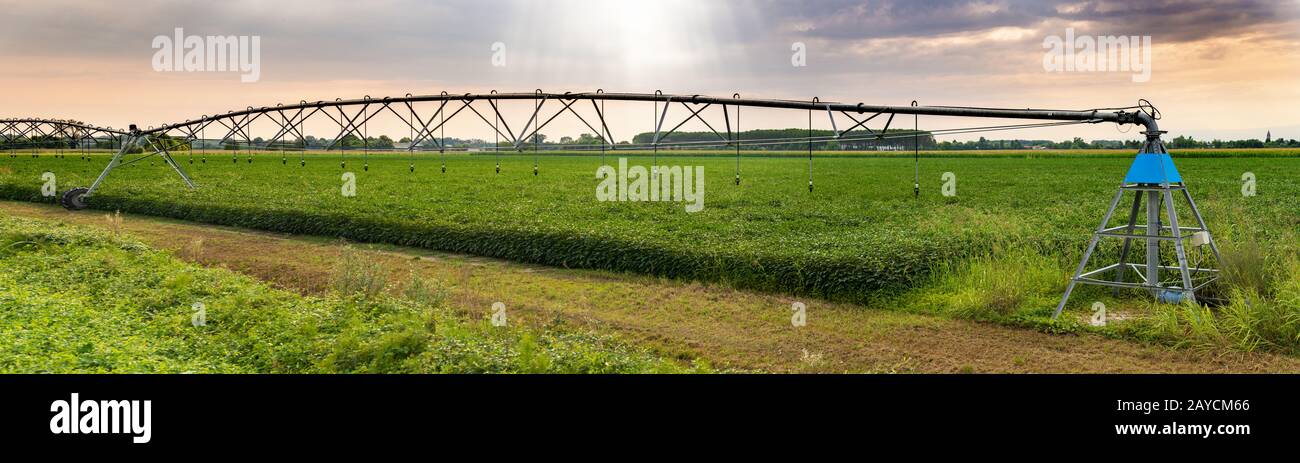 Irrigation sprinkler in agriculture land. Sunset panoramic image Stock ...