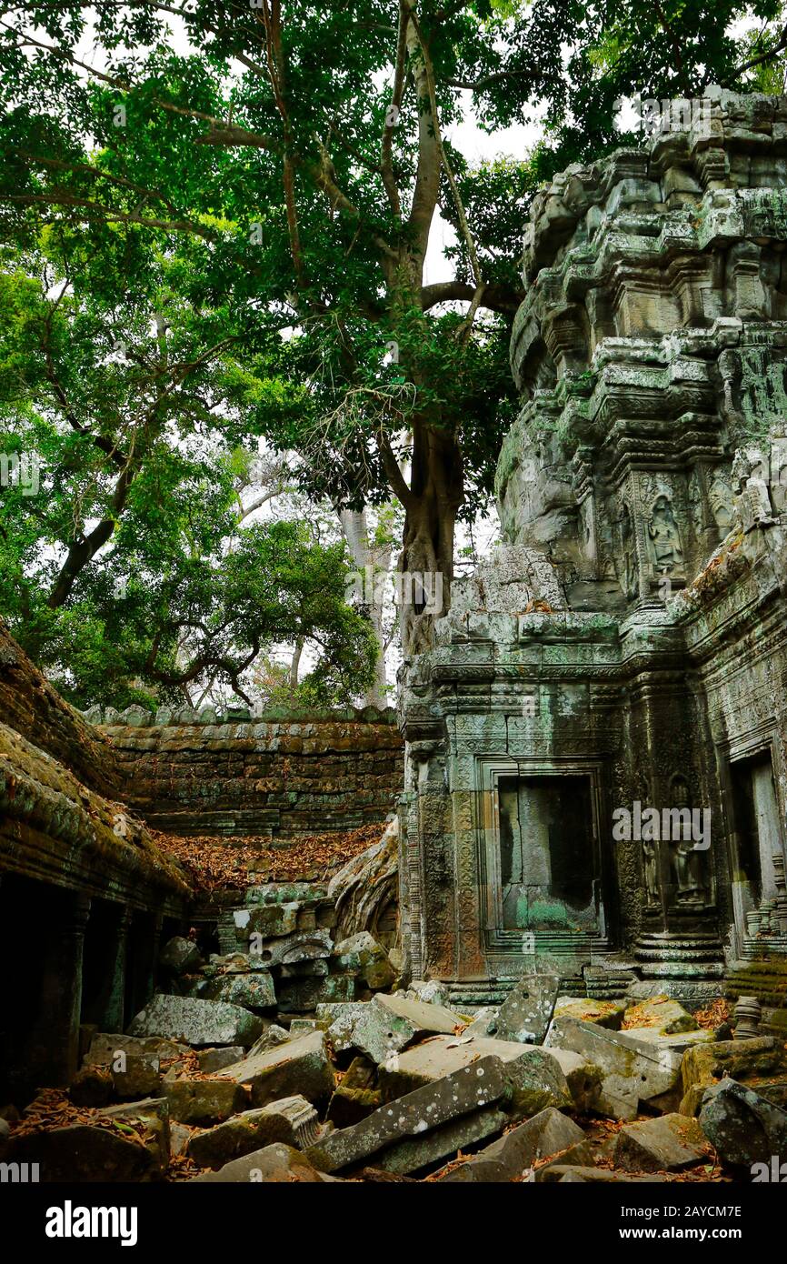 temple with roots ,in the archaeologic park of Angkor wat,Cambodia ...