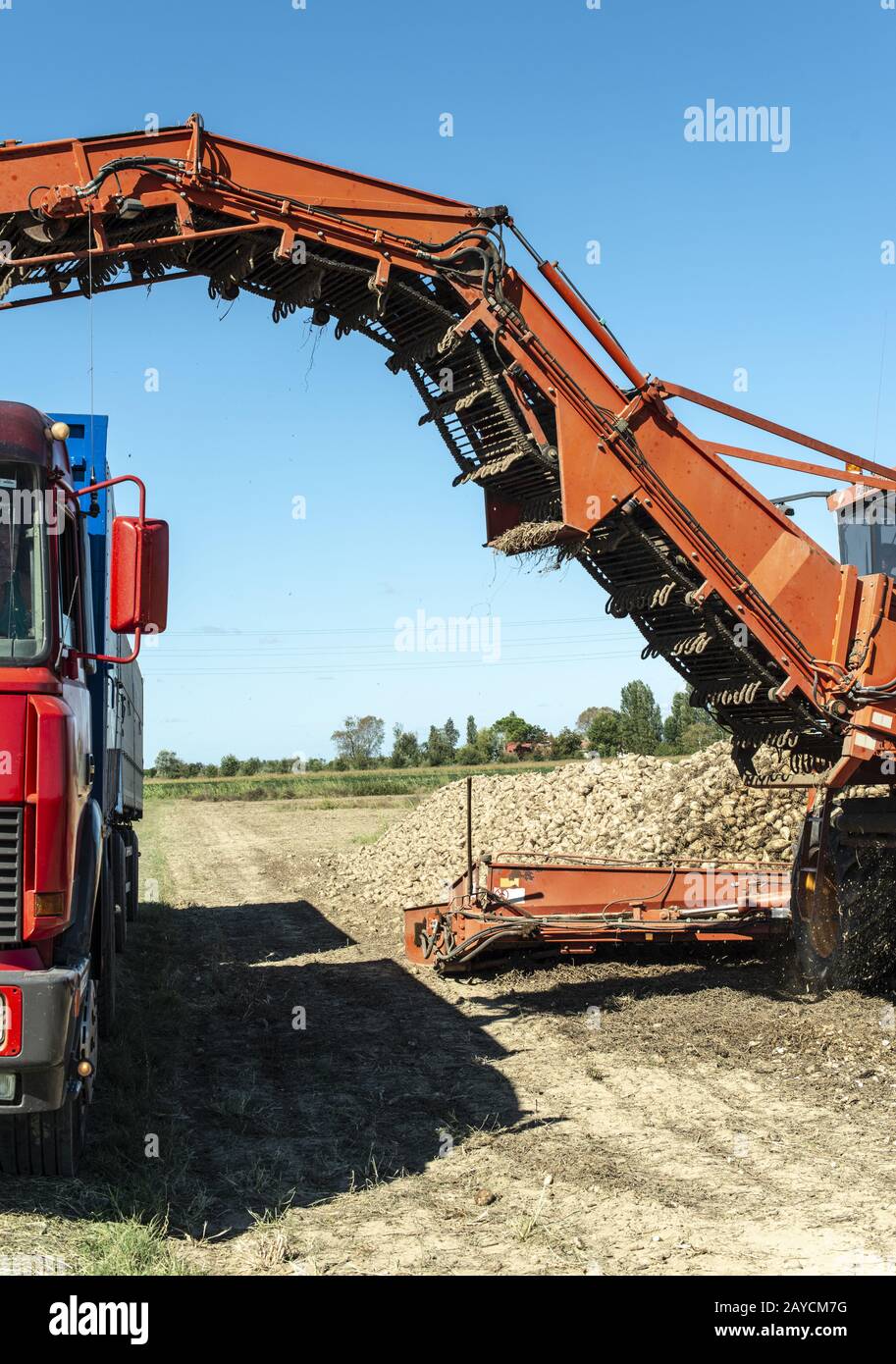 Machine harvest sugar beet Stock Photo - Alamy