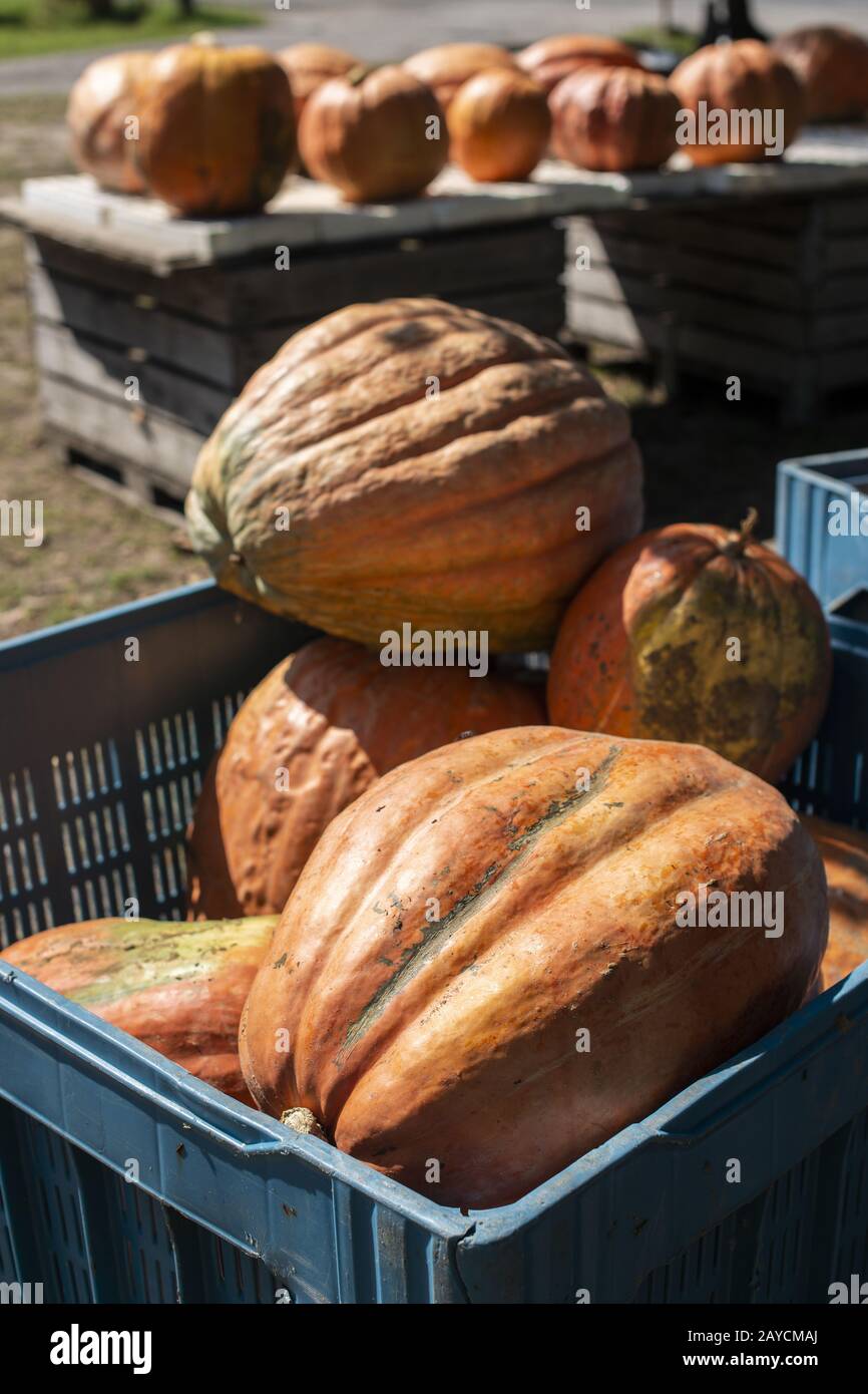 Variety of many pumpkins on the market. Different types pumpkins ...