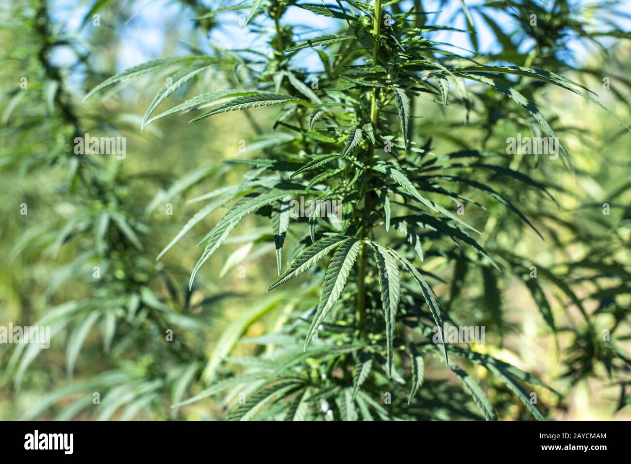 Marijuana farm. Growing Cannabis sativa in farm Stock Photo - Alamy
