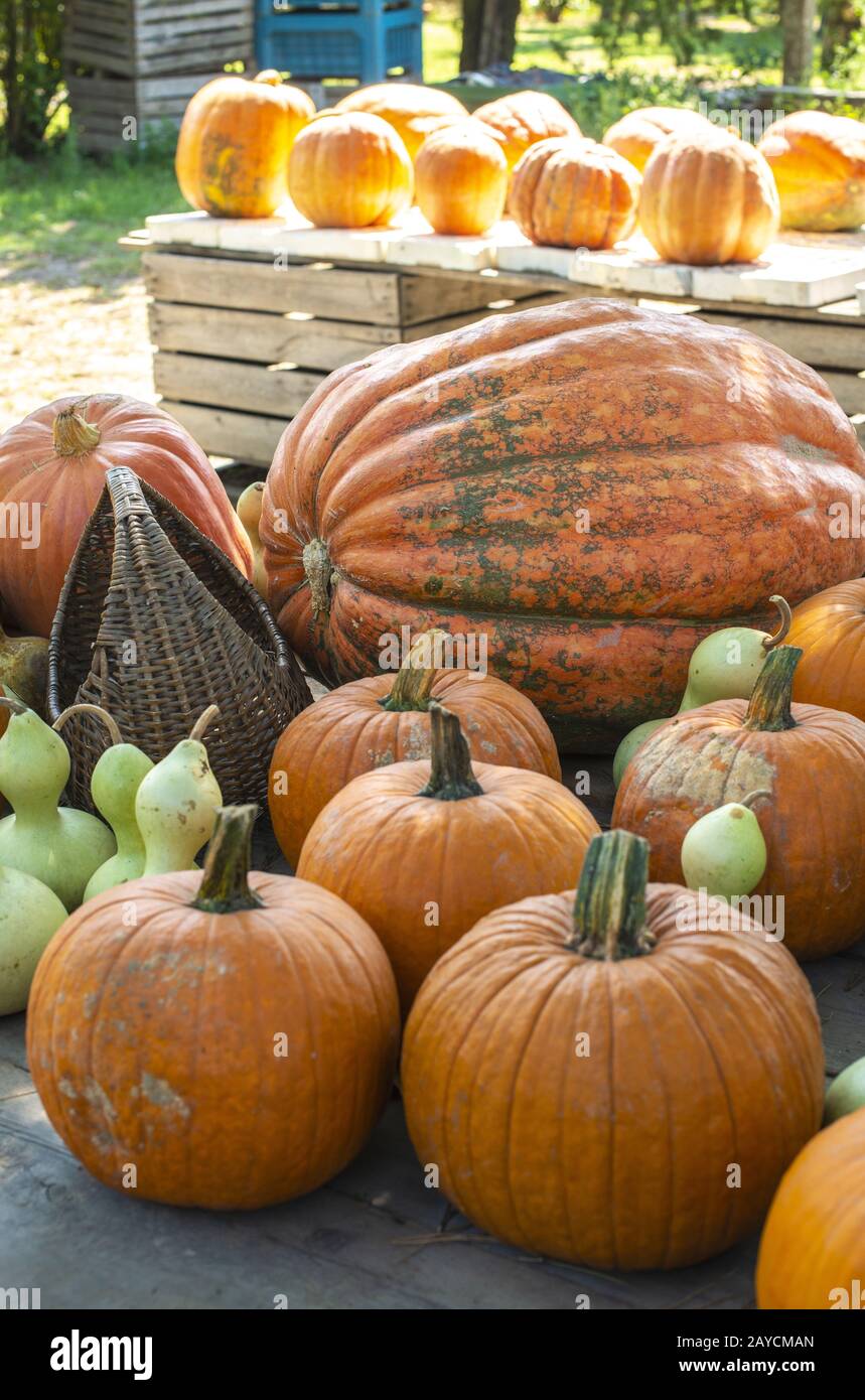 Variety of many pumpkins on the market. Different types pumpkins ...