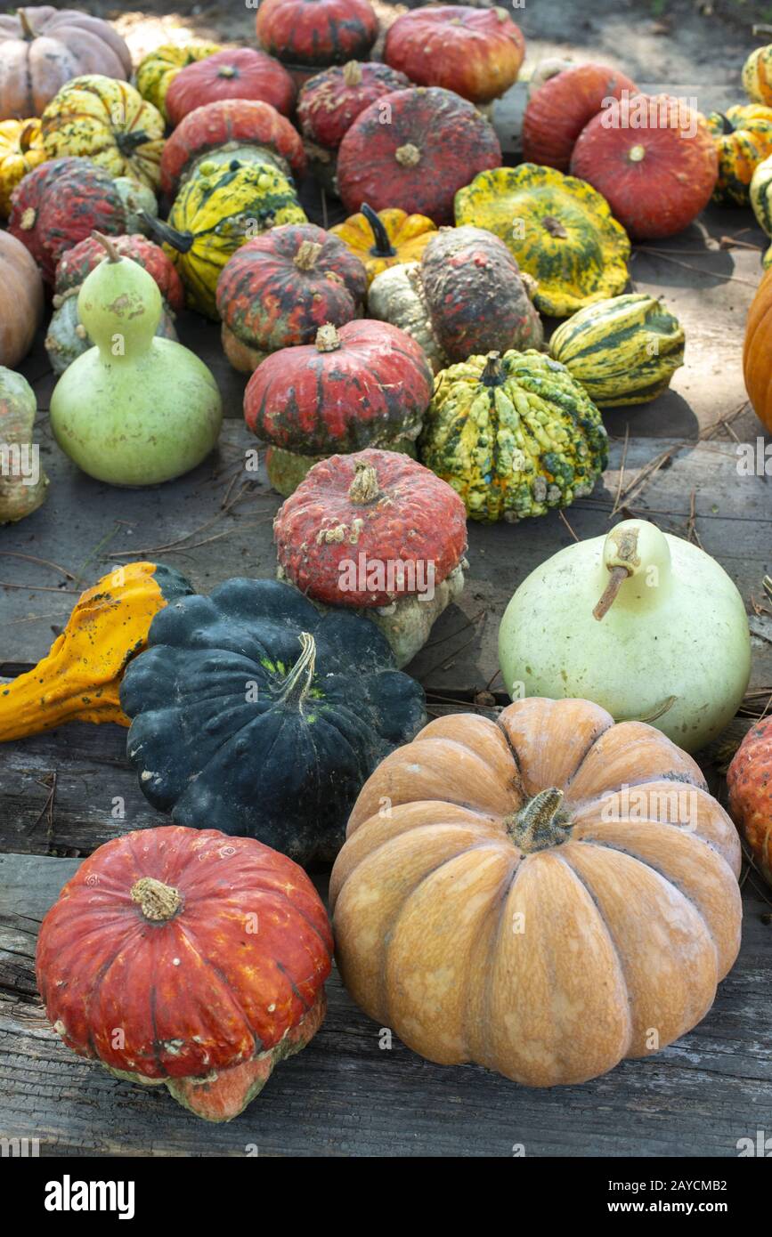 Variety of many pumpkins on the market. Different types pumpkins ...