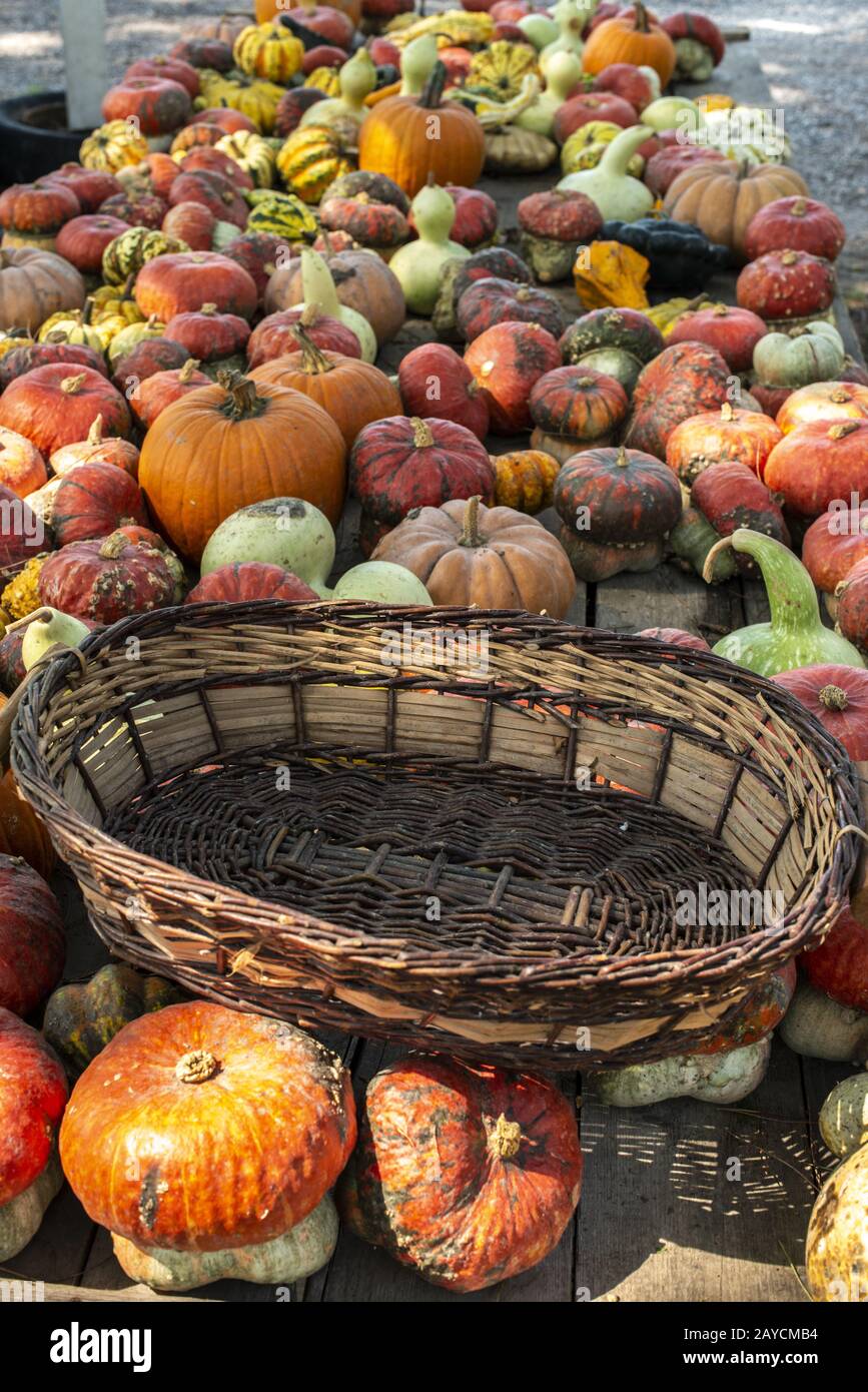 Variety of many pumpkins on the market. Different types pumpkins ...