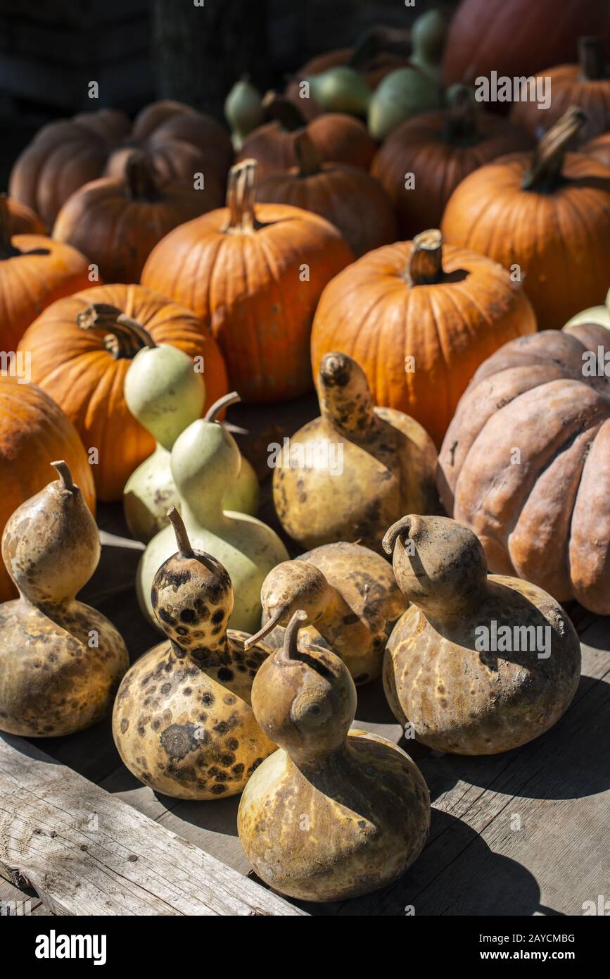 Variety of many pumpkins on the market. Different types pumpkins ...