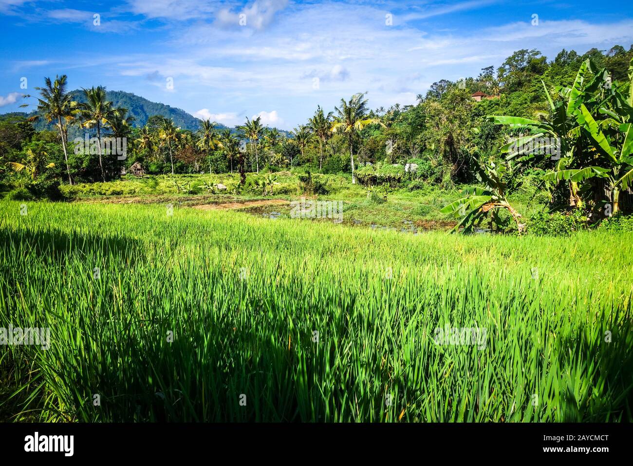 Green paddy fields, Sidemen, Bali, Indonesia Stock Photo - Alamy