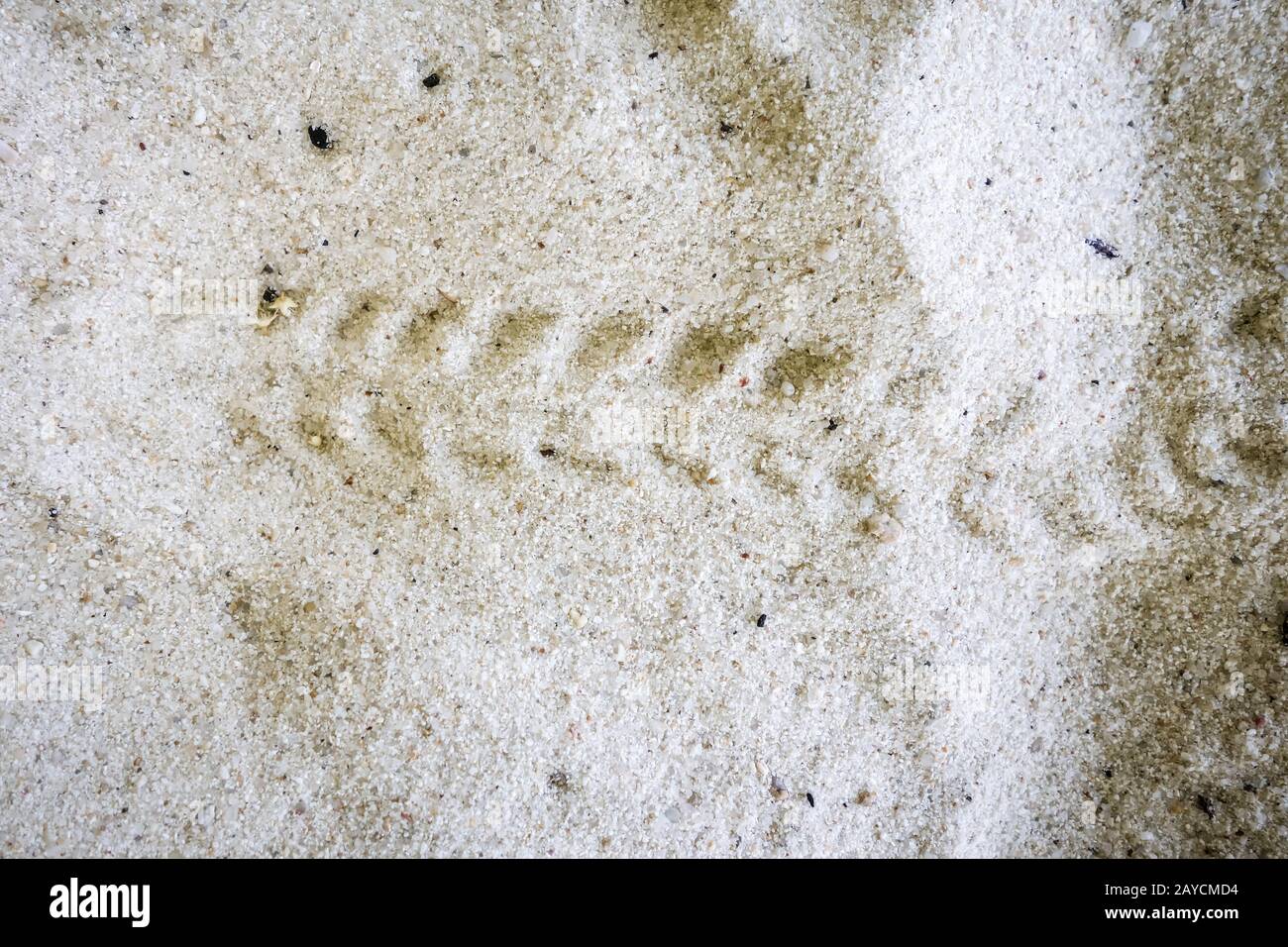 Turtle baby footprints on a tropical beach Stock Photo - Alamy