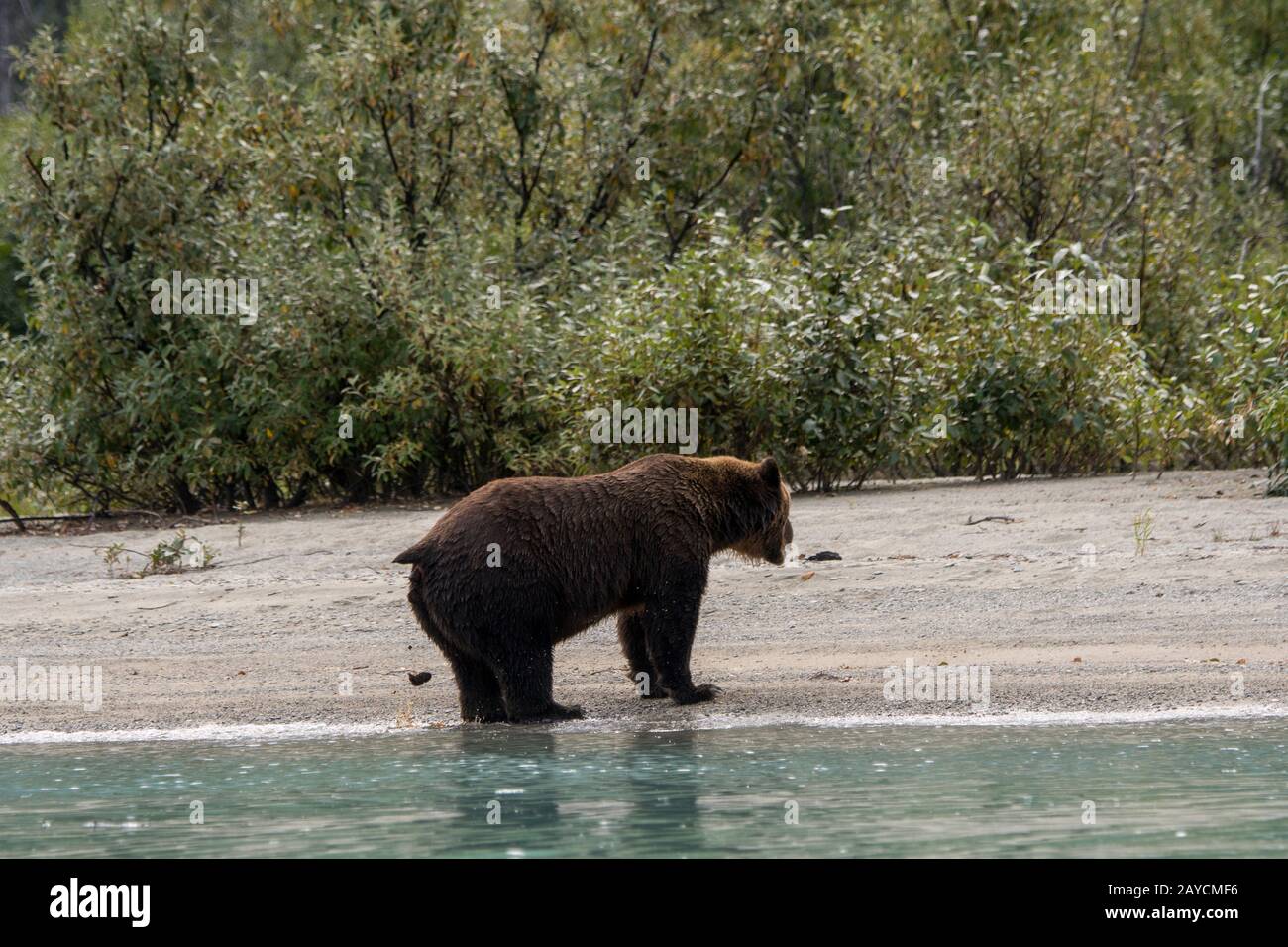 Deficating hi-res stock photography and images - Alamy