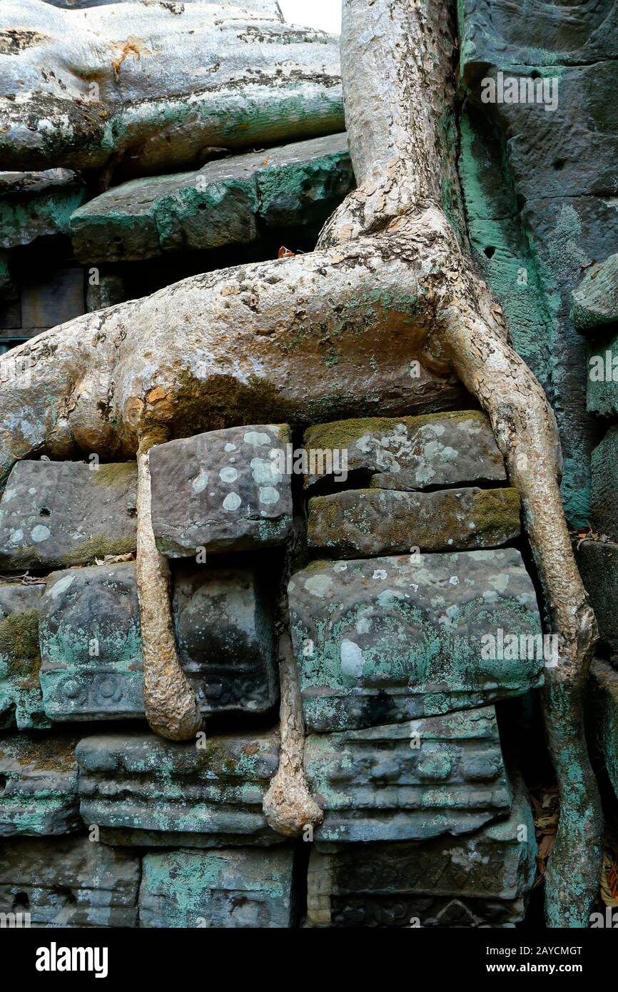 temple with roots ,in the archaeologic park of Angkor wat,Cambodia ...