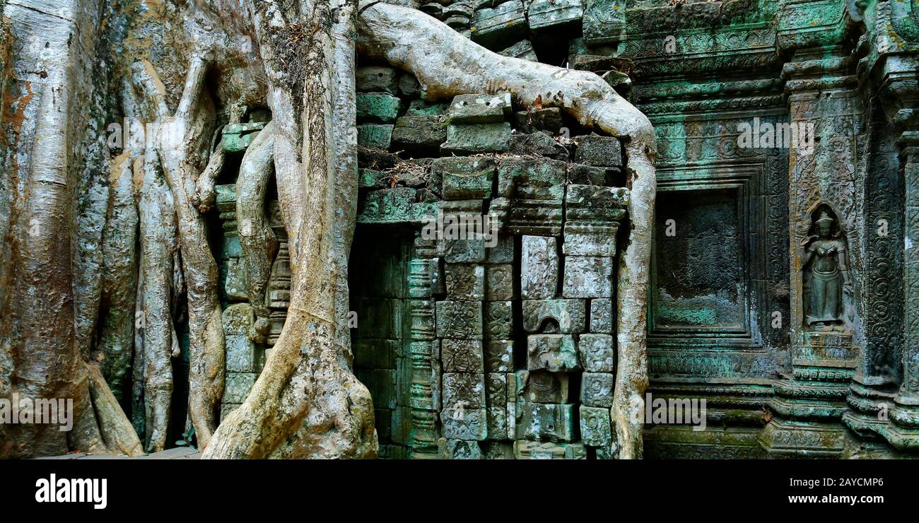 temple with roots ,in the archaeologic park of Angkor wat,Cambodia ...
