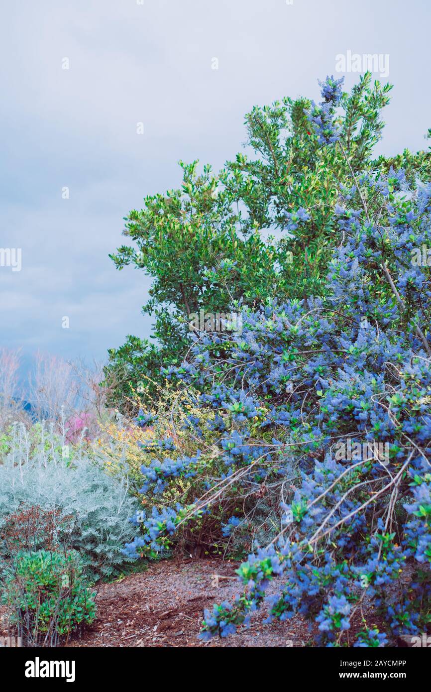 Colorful flowers in Los Angeles botanical garden in spring Stock Photo ...