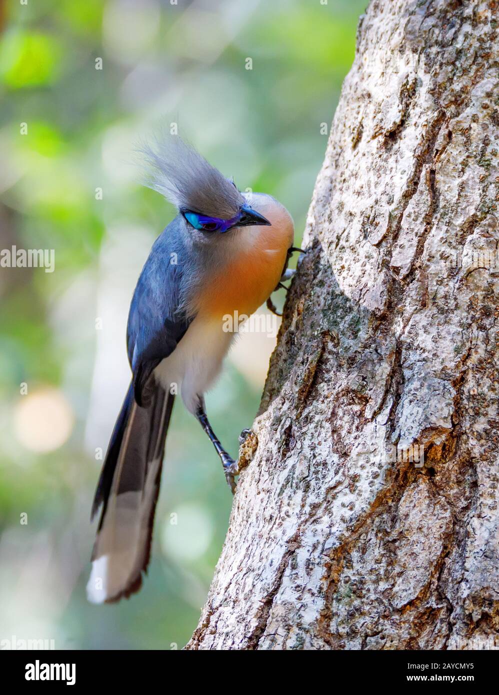 bird Crested coua (Coua cristata) Madagascar Stock Photo - Alamy